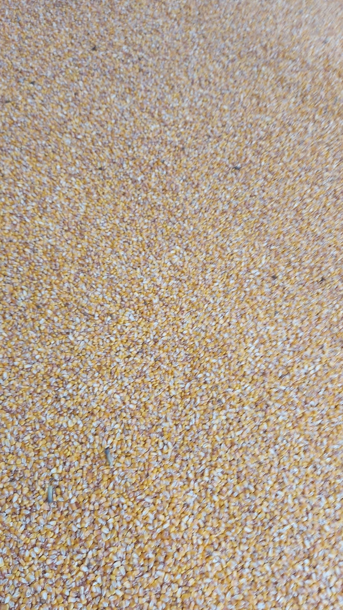 Vînd porumb 10 tone