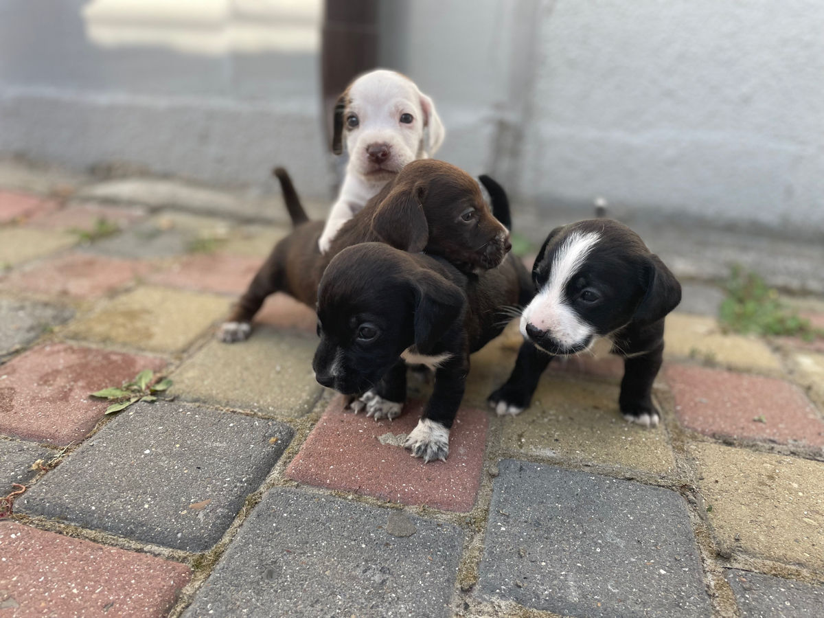 Cocker Spaniel/Jack russel terrier