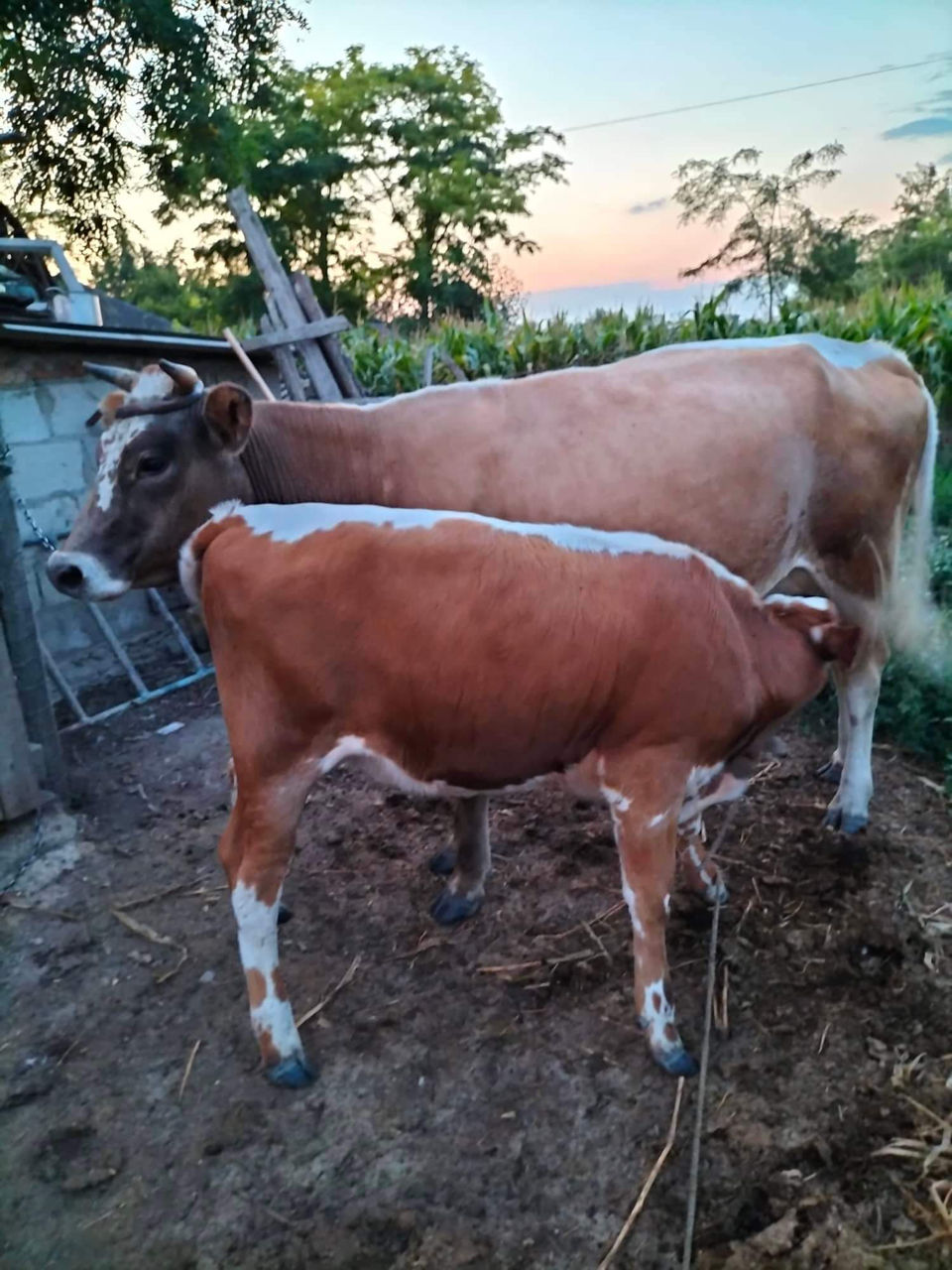 Vind vaca si vitica!