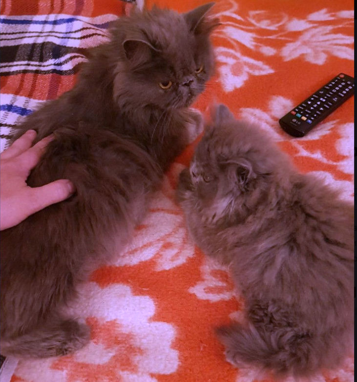 Pui pisica persana Albastru Superb - Blue Smoke Persian kittens