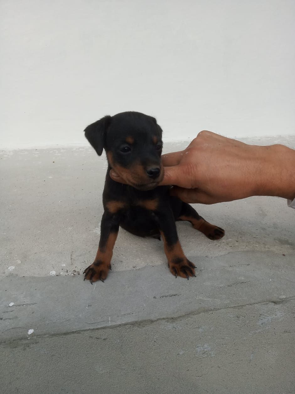 Vînd catei de vinatoare (ягтерьер)