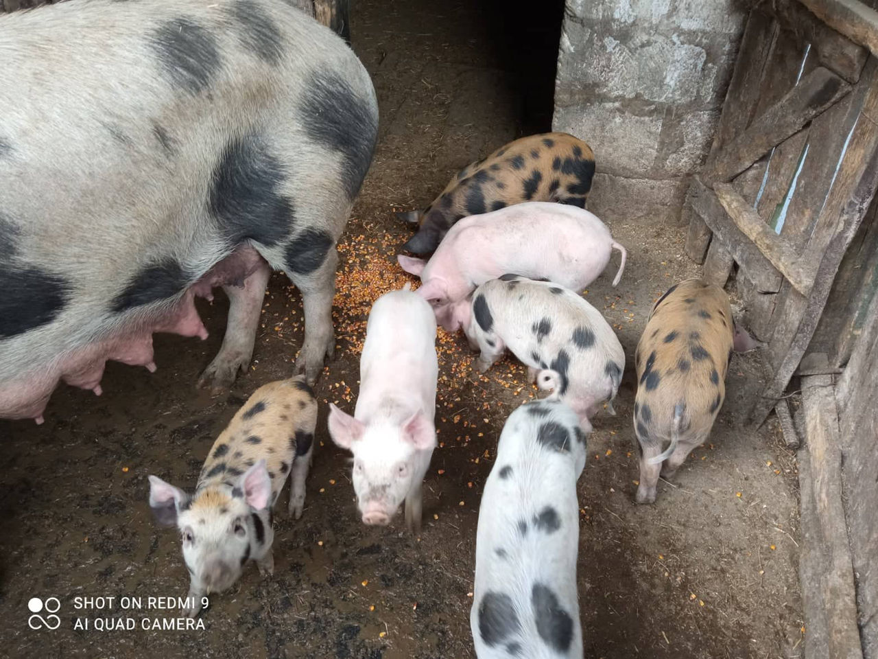 vind 5 purcelusi de carne,maninca uskat,maninka tot...13-15kg