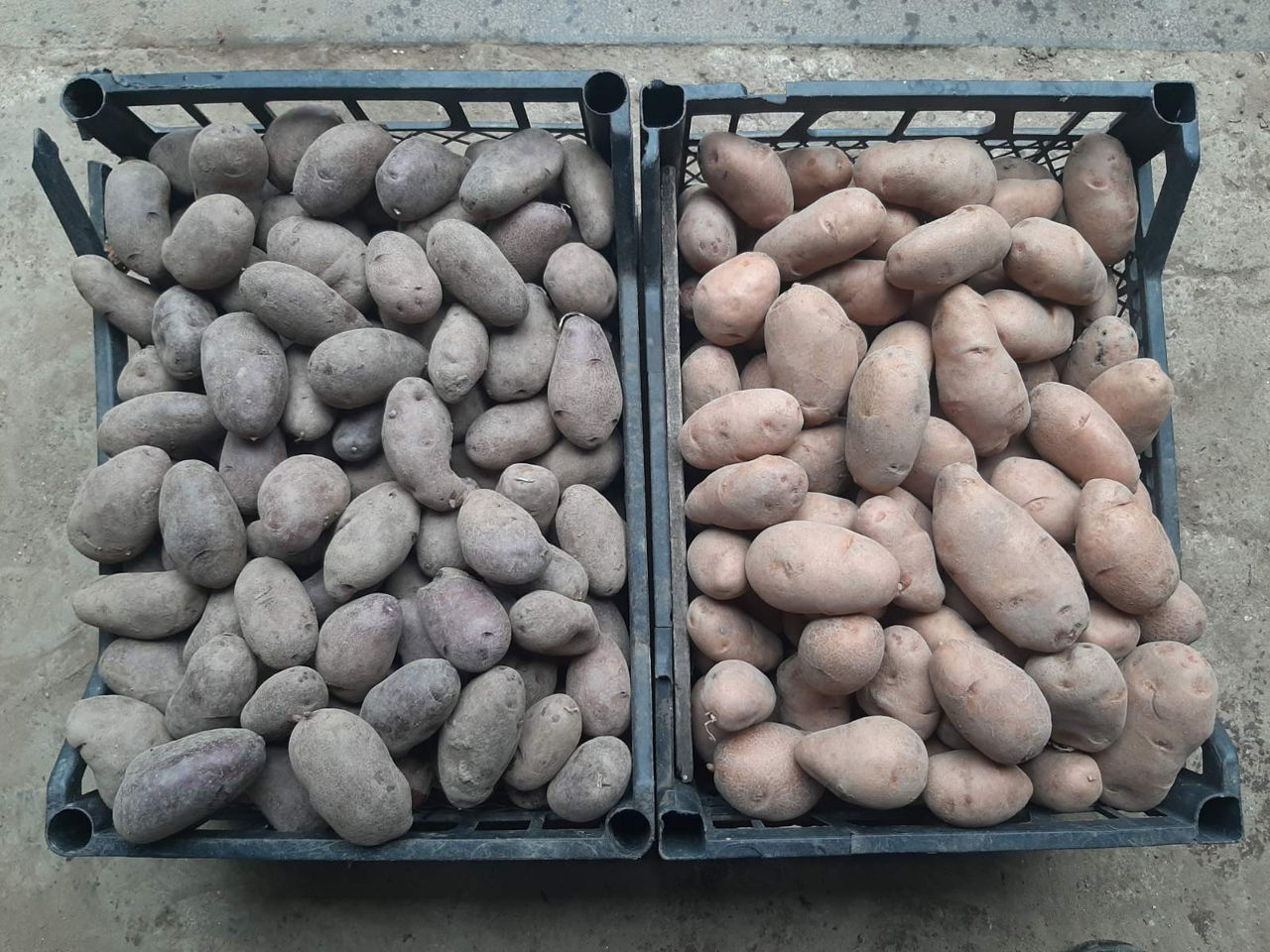 Vind cartofi Americanca si Albastra, crescuti ecologic