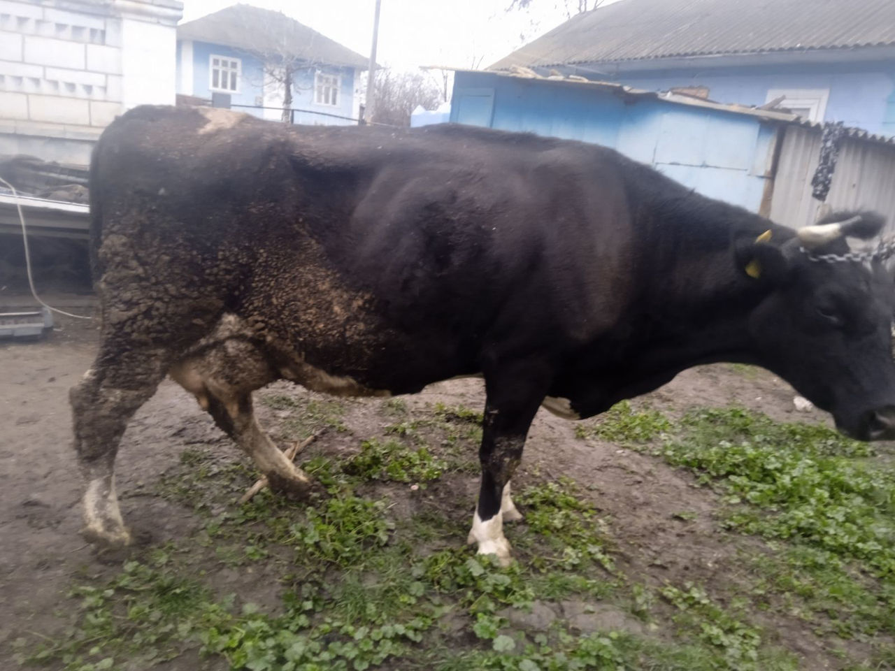 Vind vaca buna de lapte