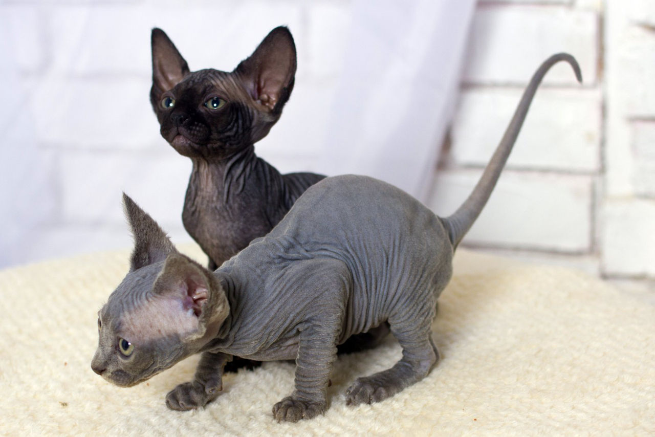 Канадский сфинкс котята (Sfinx Canadian)