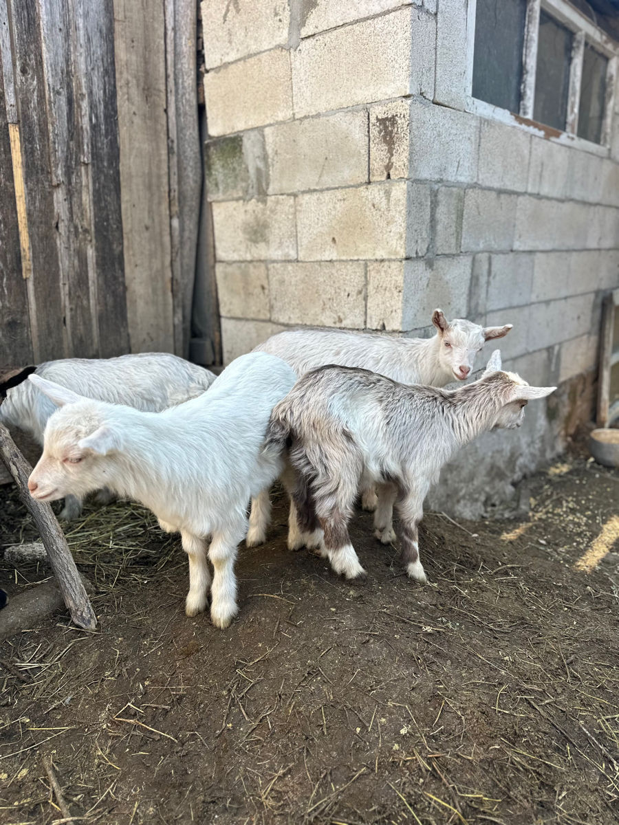 Vindem țăpușori mici 🐐