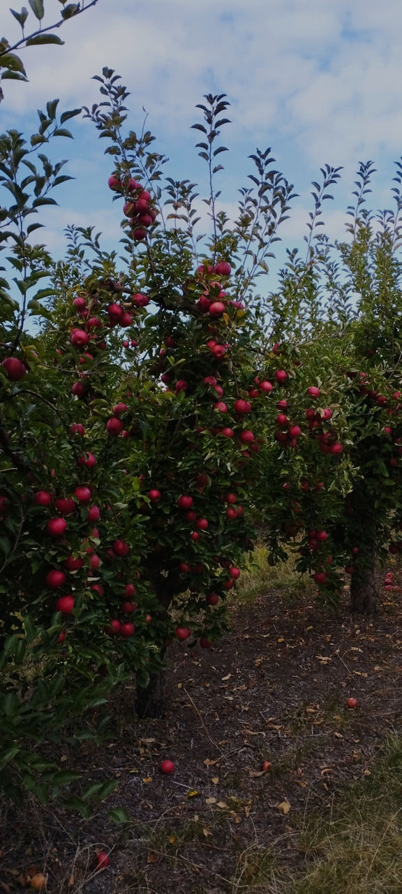 Livada florina idared