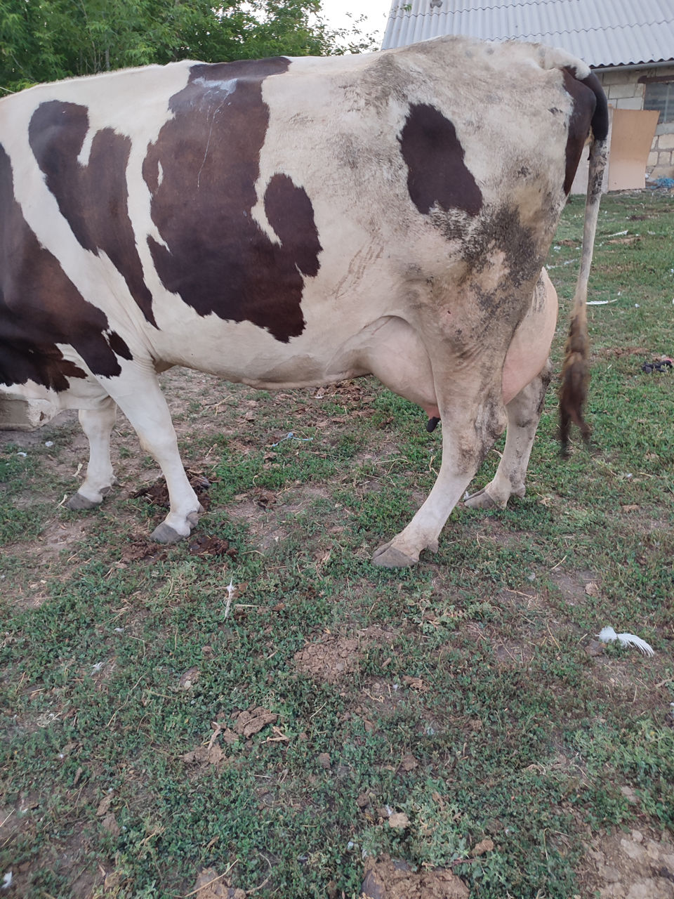 Vind vaca fătată de o luna 35 litri pe zi