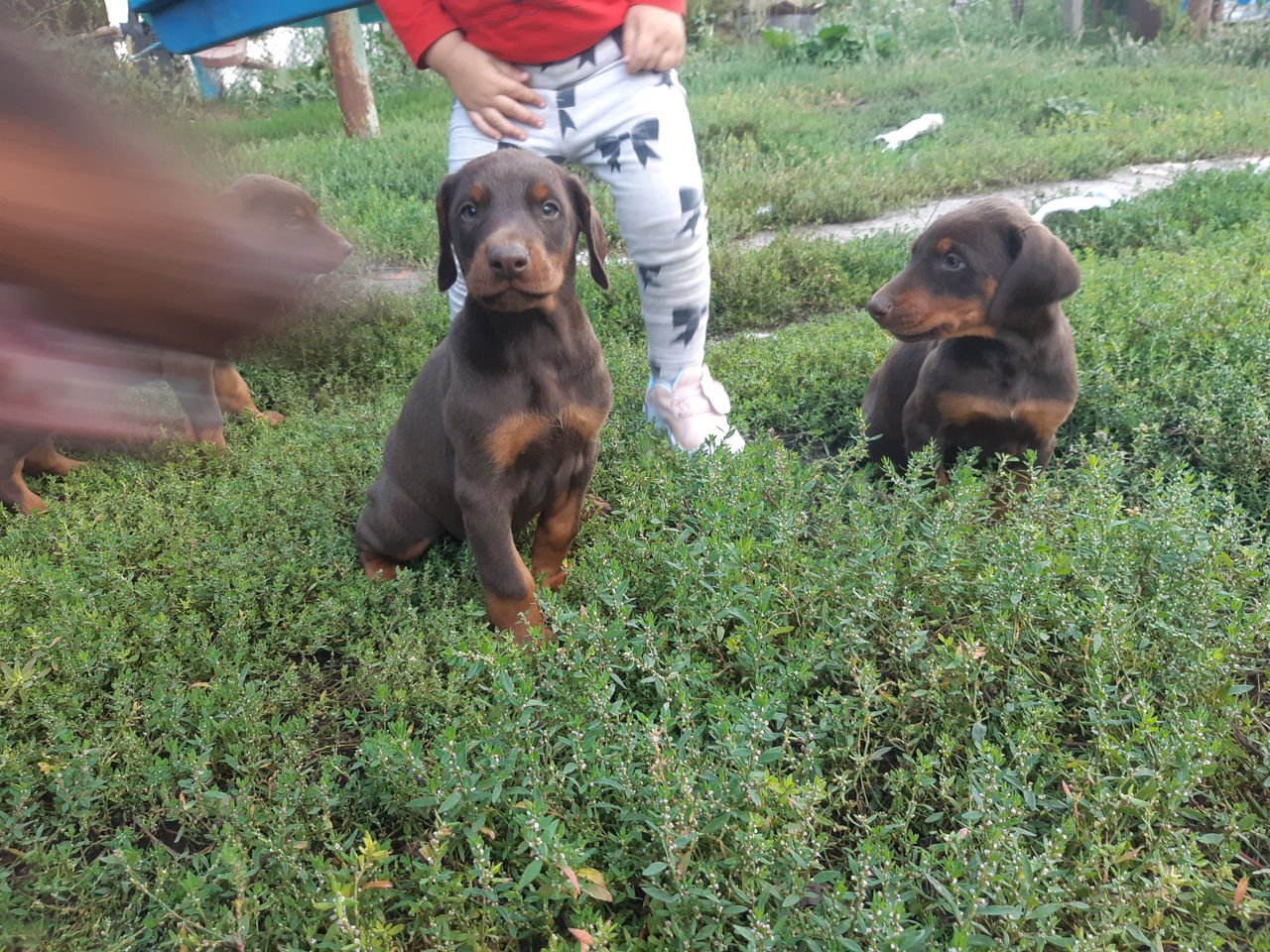 Doberman Доберман