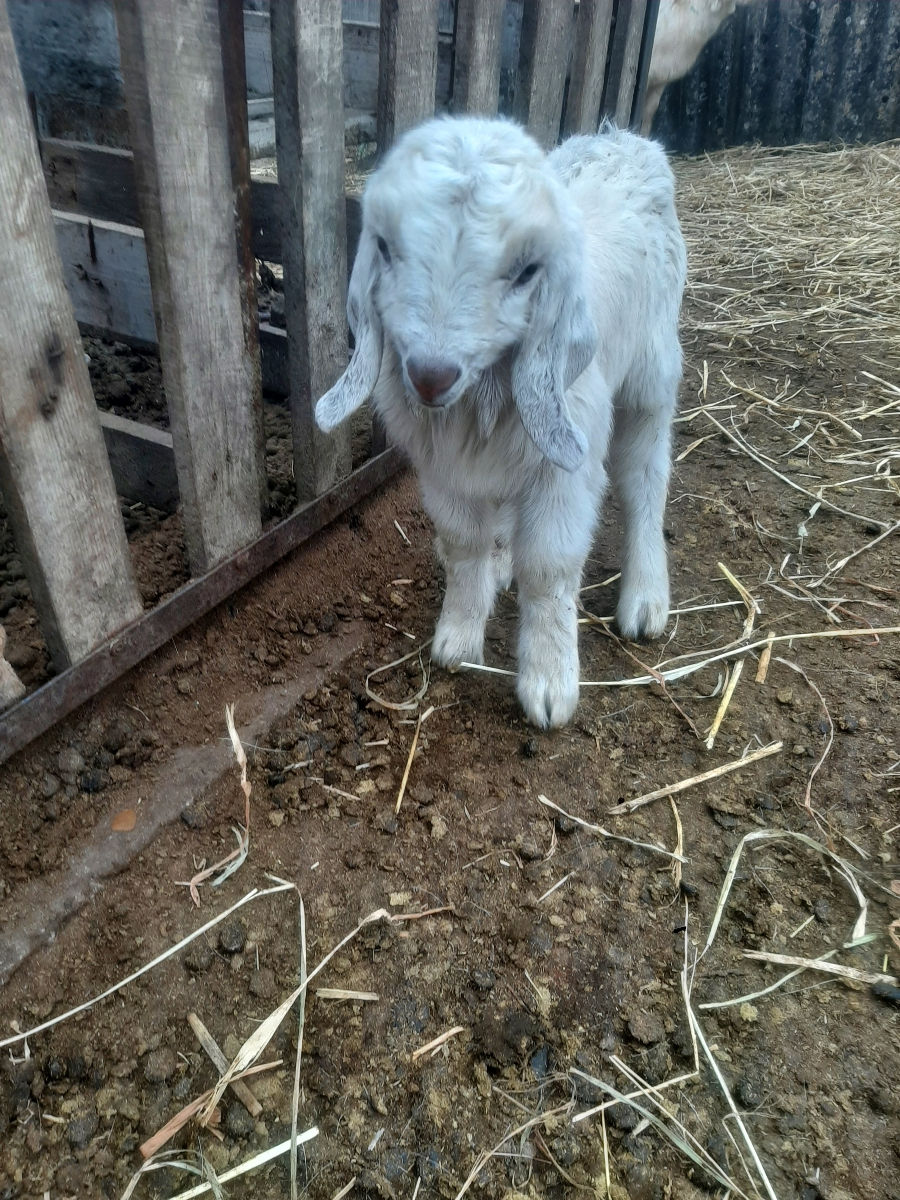 Vînd tap la crestere