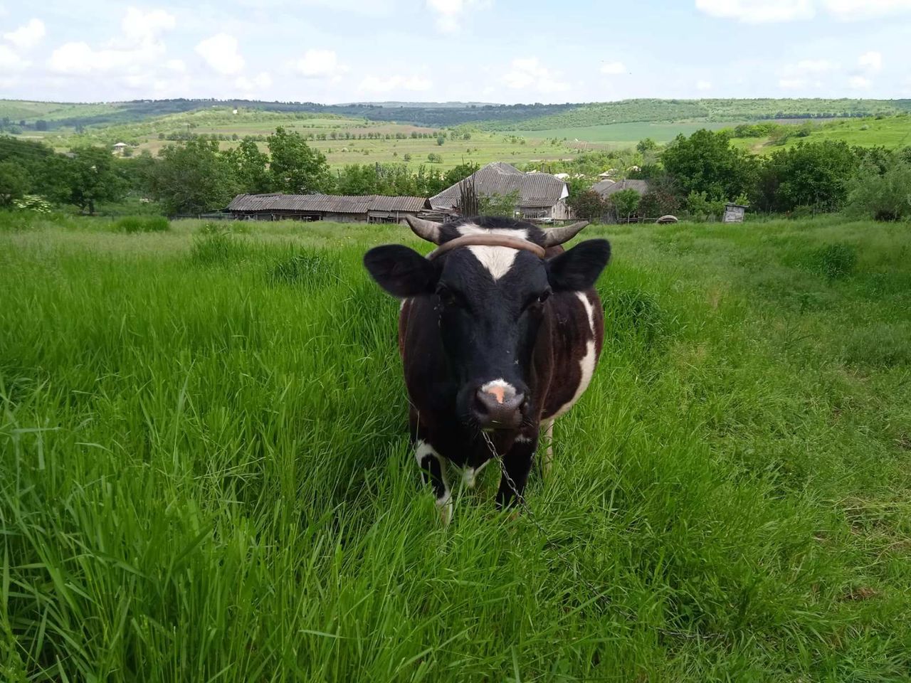 Se vinde vaca care este de a făta!
