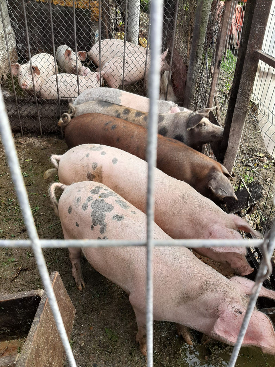 Vindem porci crescuți la țară