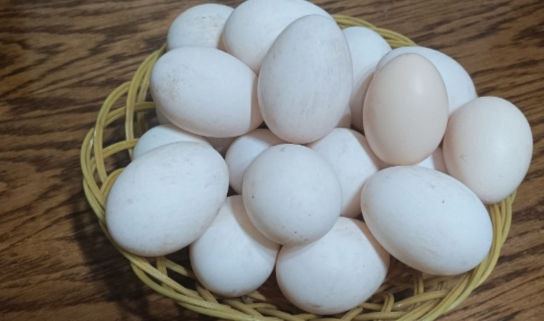 Oua de rata Утка-Гусь