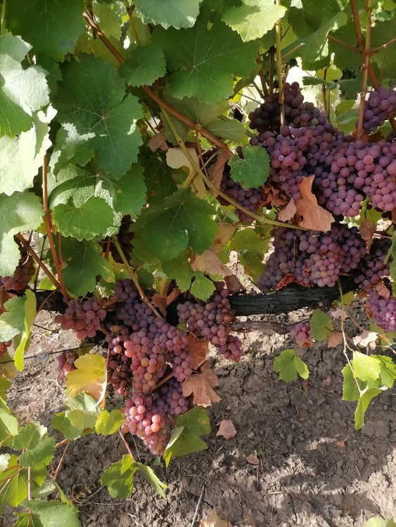 Poama pentru vin traminer si savinion