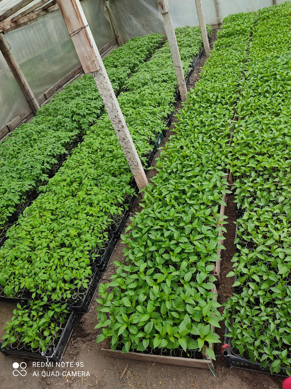 Rasad la preț bun - Ardei, Roșii