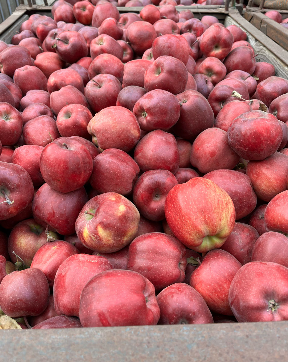 Vând mere Golden-Rihard