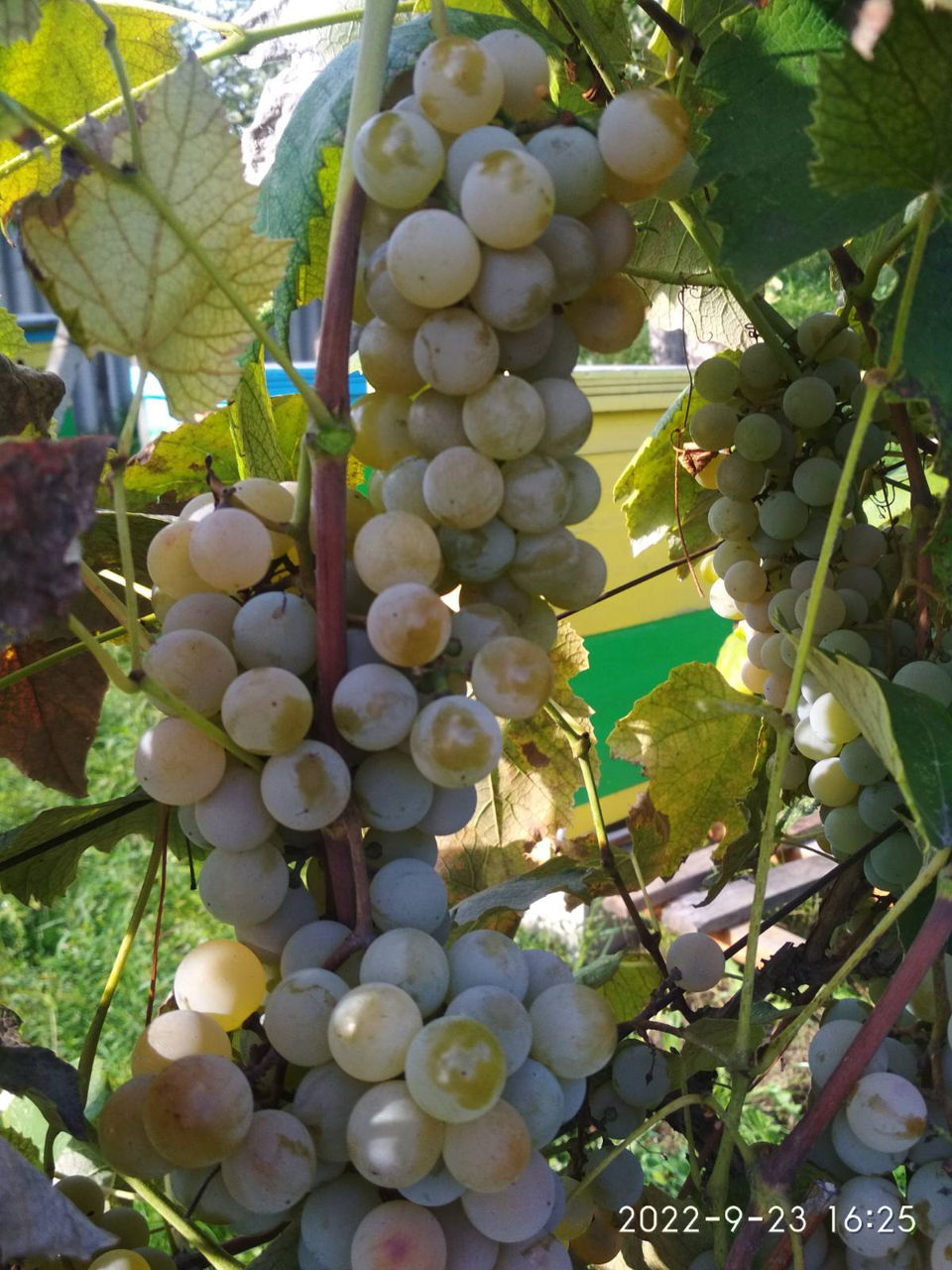 Struguri albi si negri pentru vin