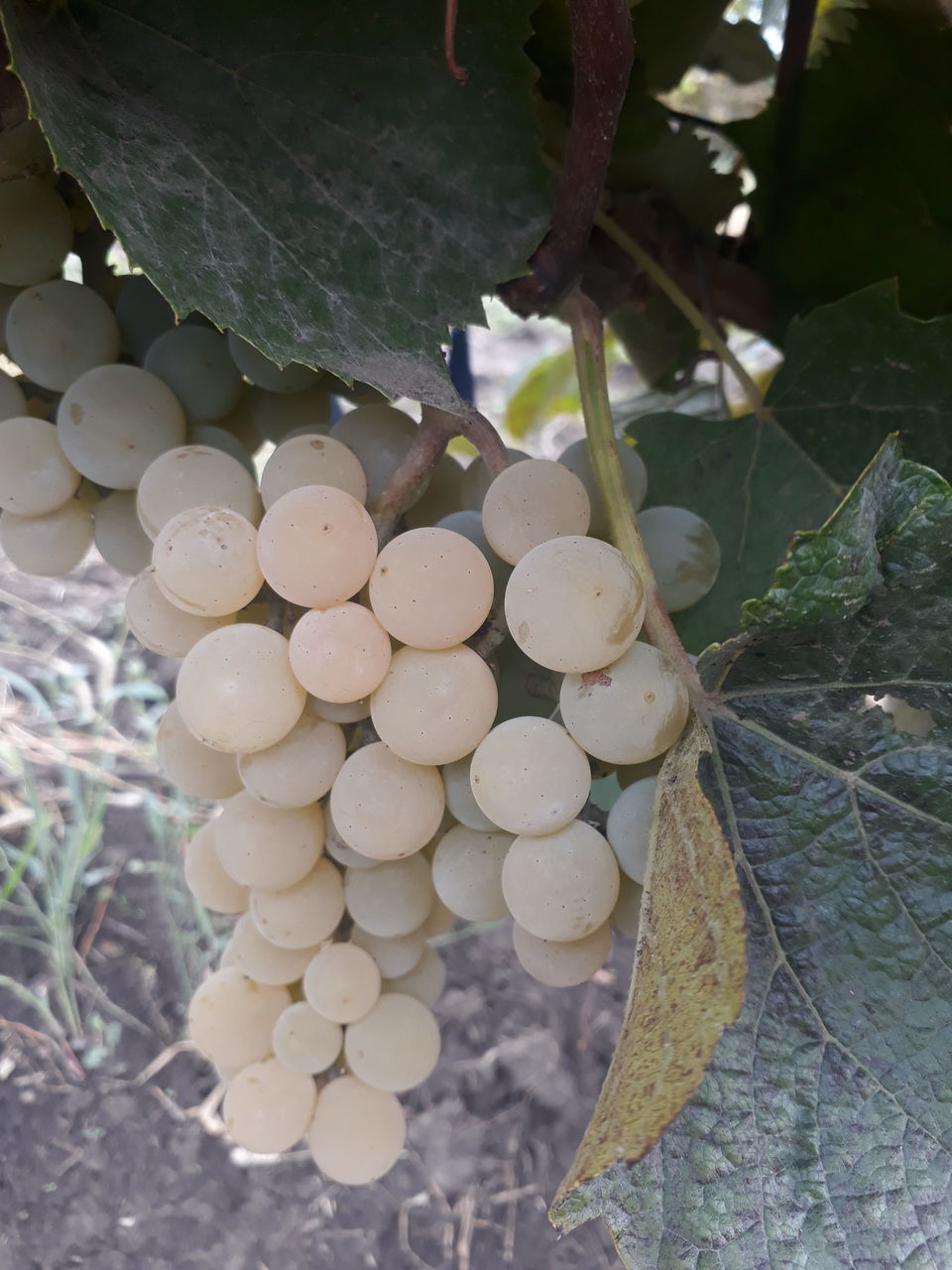 Poama alba si neagra pentru vin