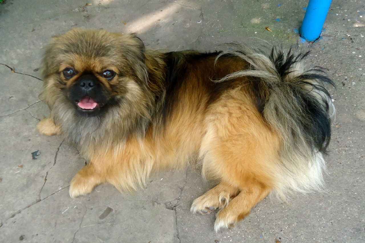 Catei de rasa pechinez