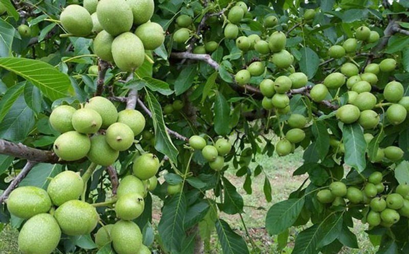 Vînd livada de nuci