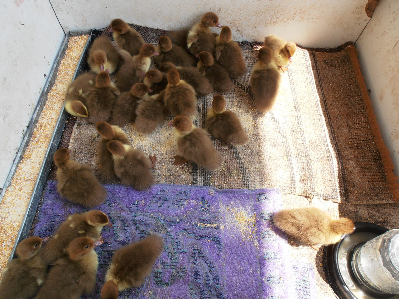 vind 25 ratuste mute cafenii linie grea -40 lei/buc