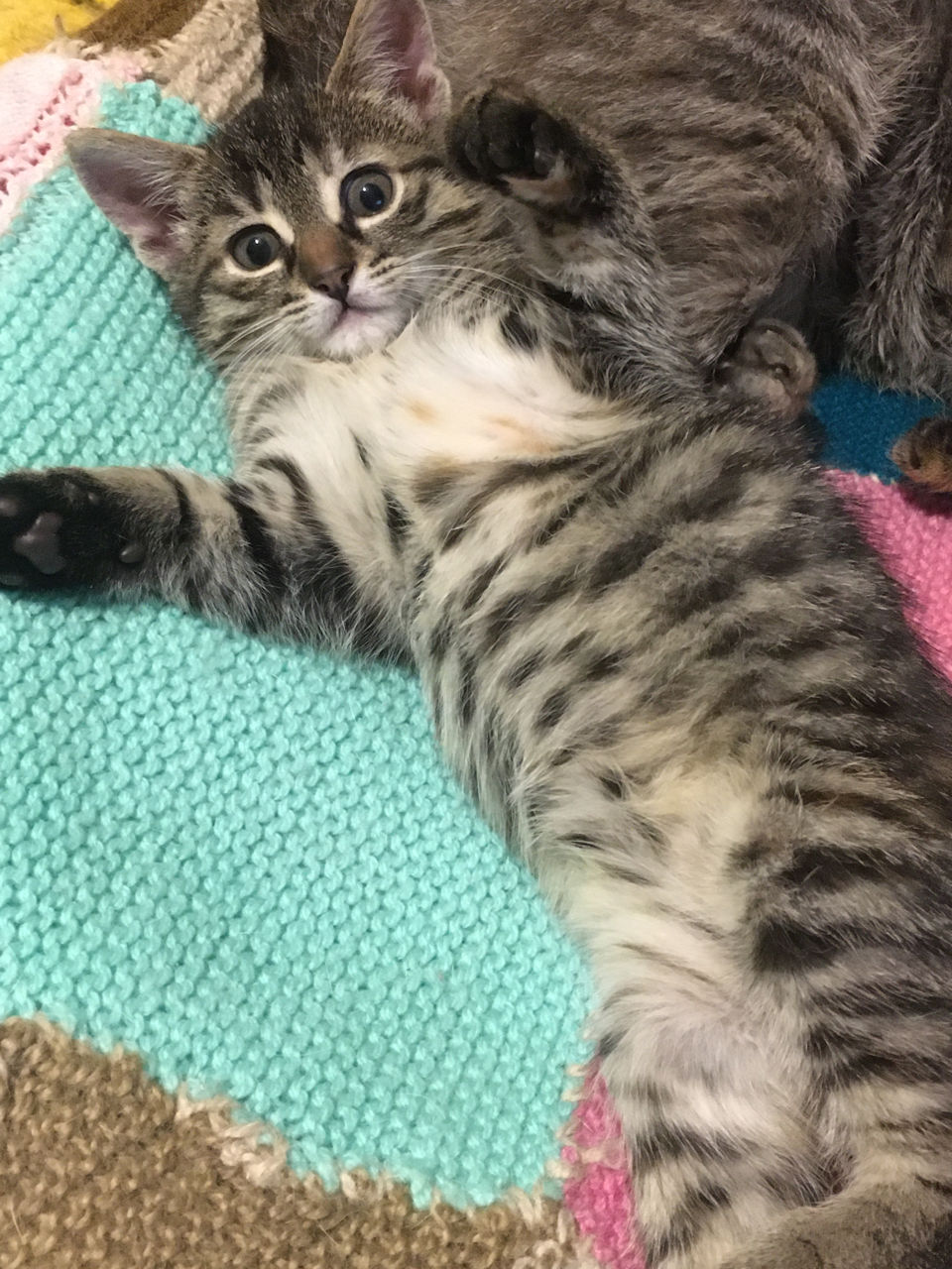 Отдам в хорошие руки котят