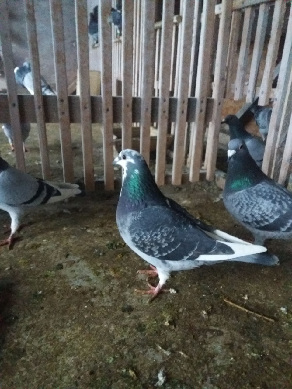 Voiajori postasi germani