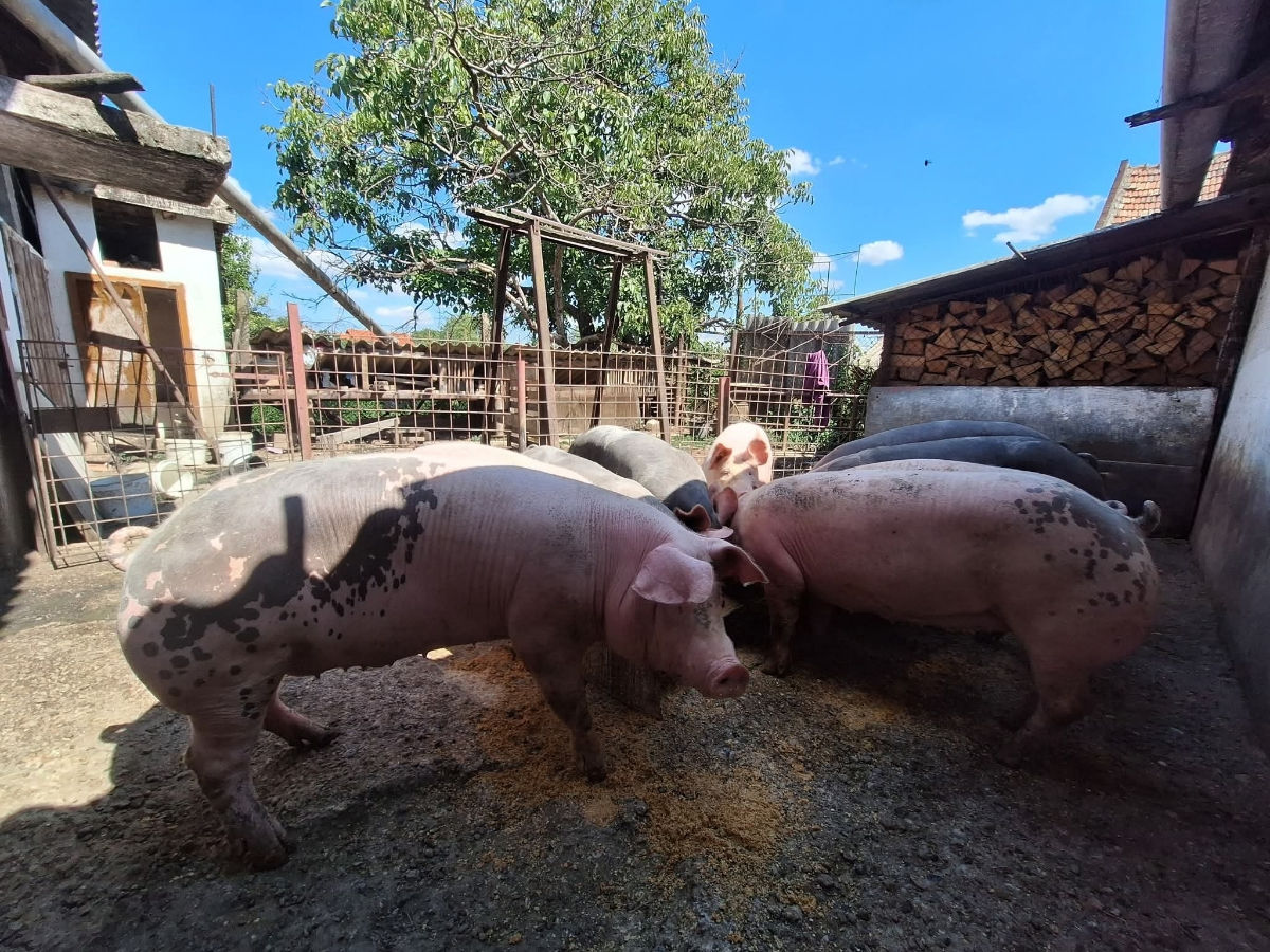 Vindem porci de casa pentru carne Pentru mai multe detalii sunati