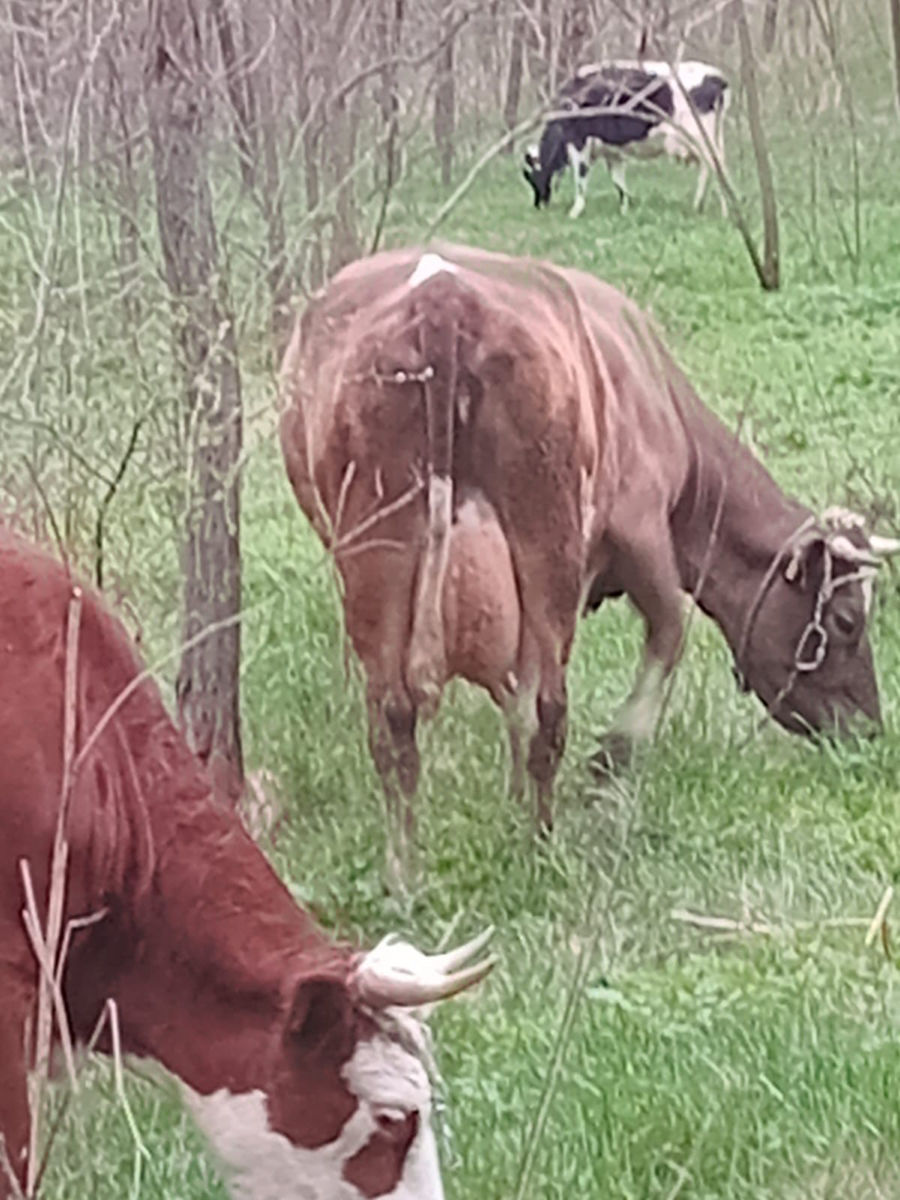 Vind 3 vaci bune de lapte!