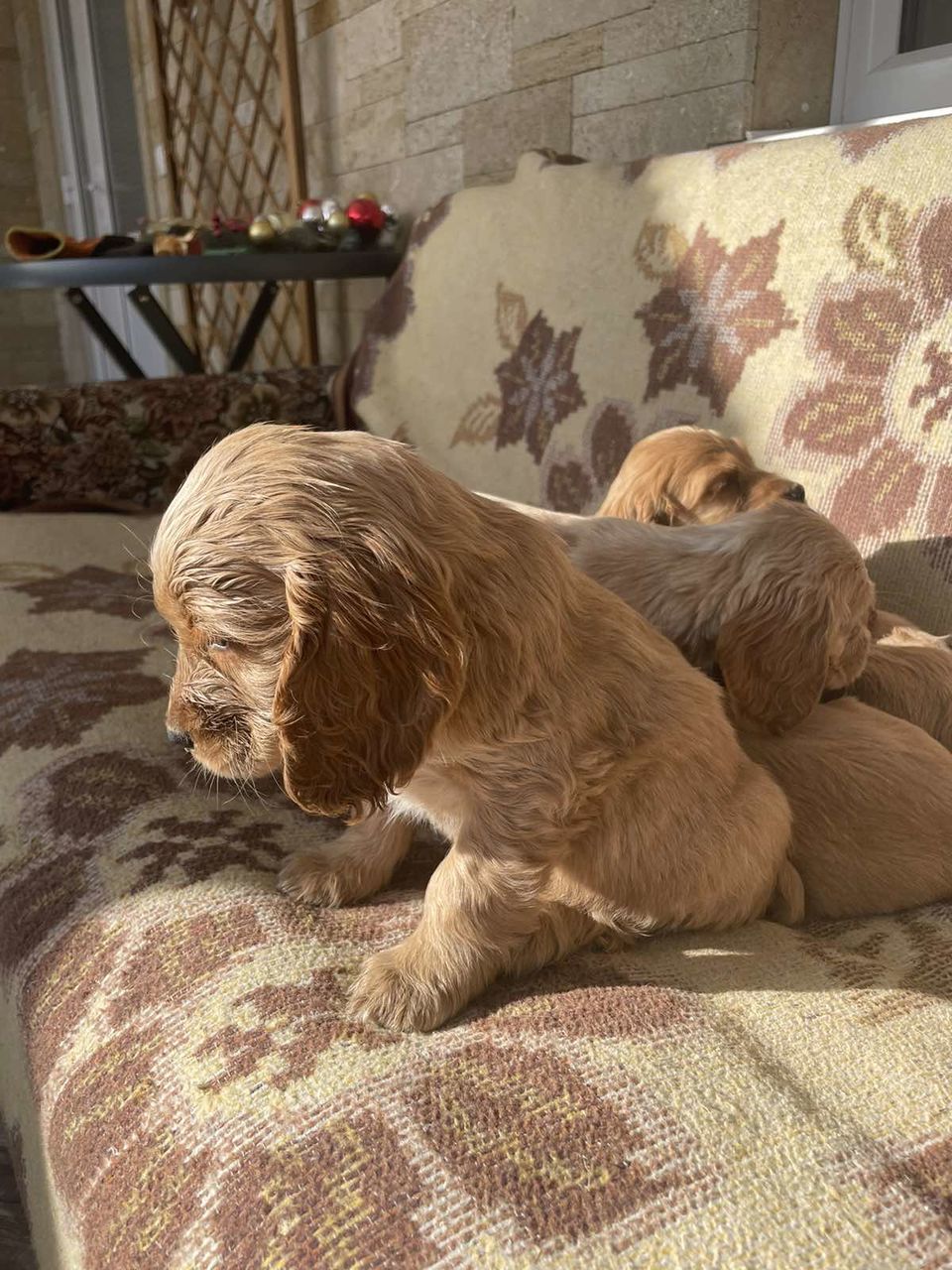 Căței Cocker spaniel