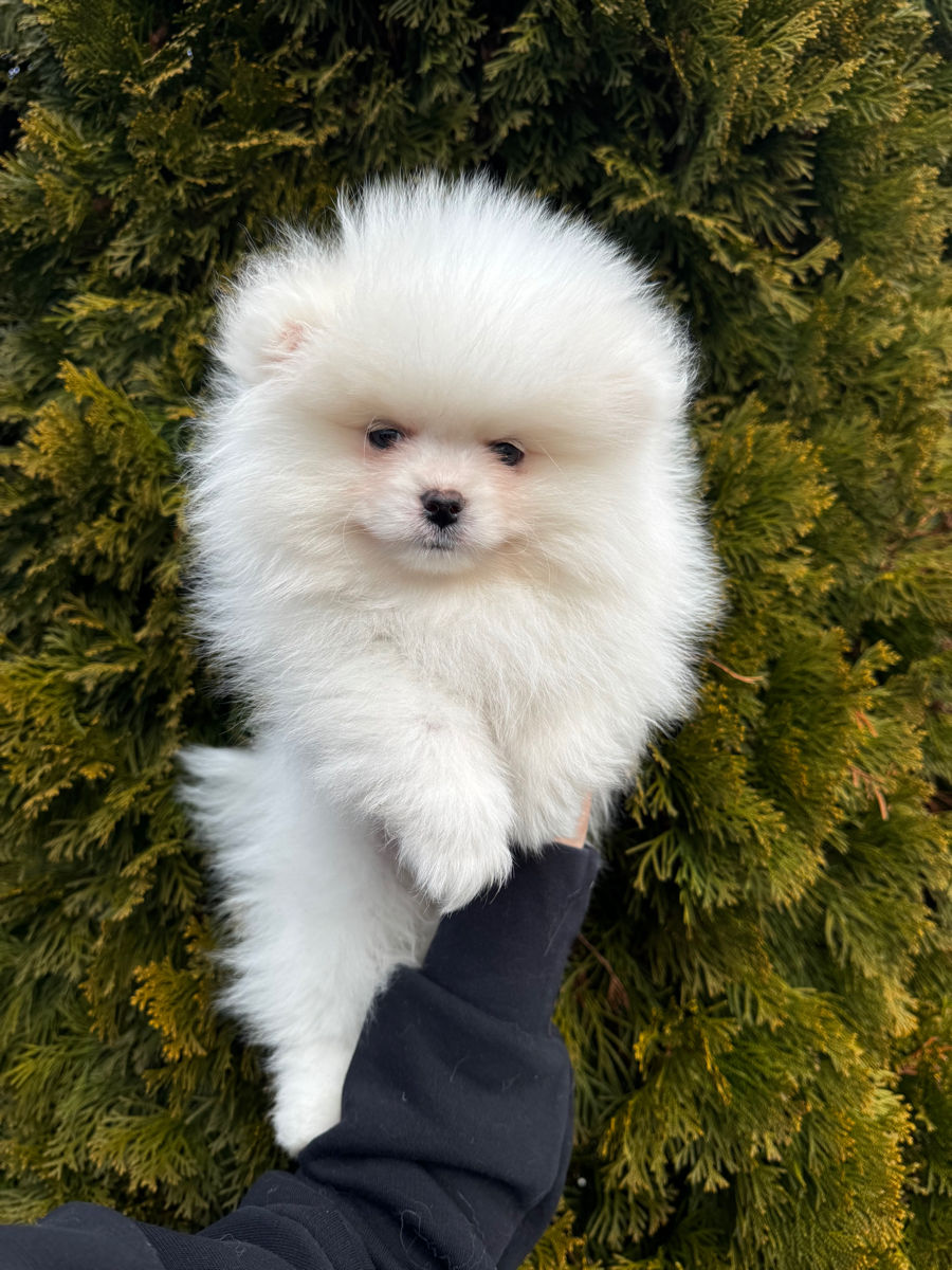 Spitz Pomeranian Mini