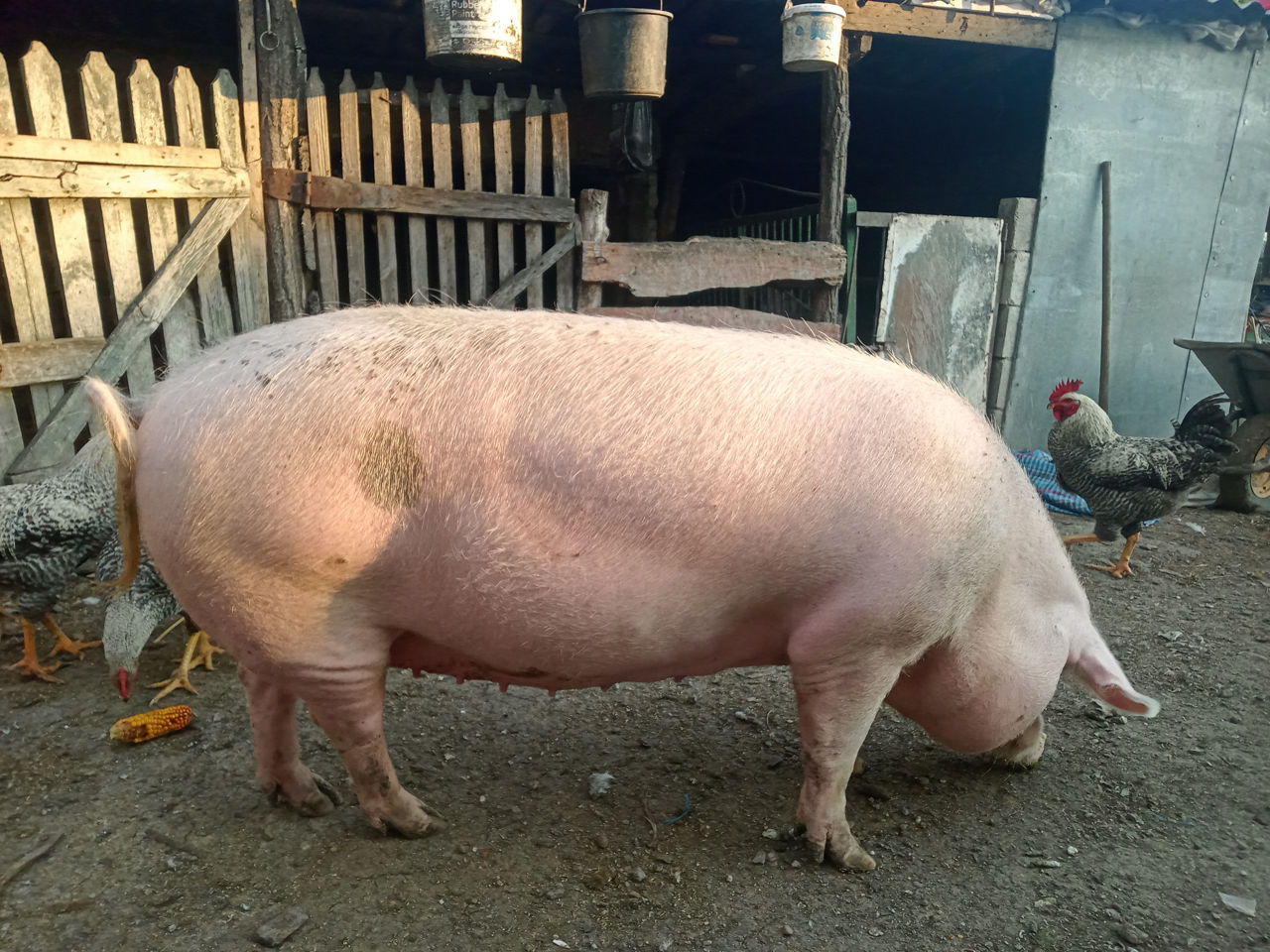 Vind porc de casa crescut cu graunte in juru la 150 / 160 kg
