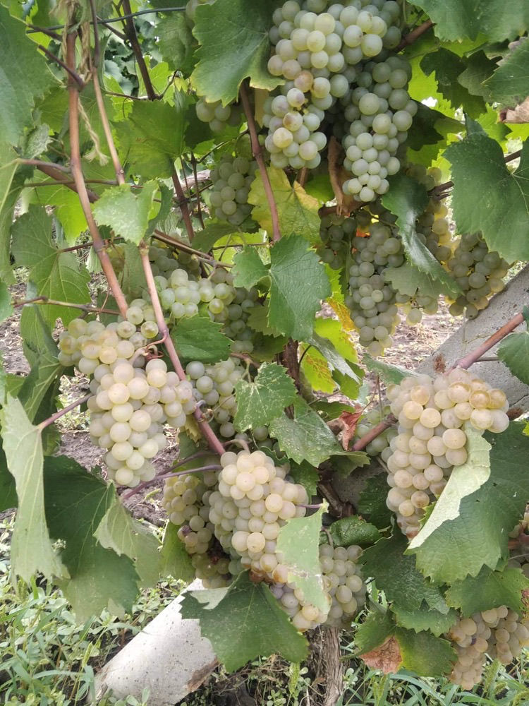 Vind poama pentru vin (Aligote, Sașla)