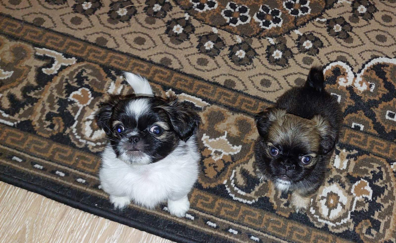 Vând căței pichinezi