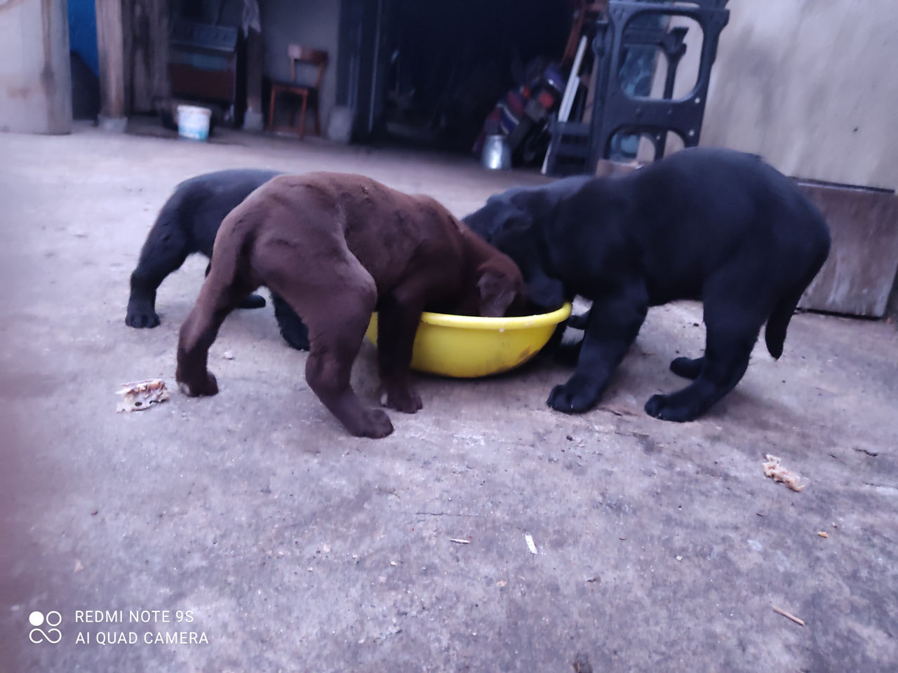 Vindem cățeluși labrador. Sunt drăguți și jucăuși.Pret simbolic.