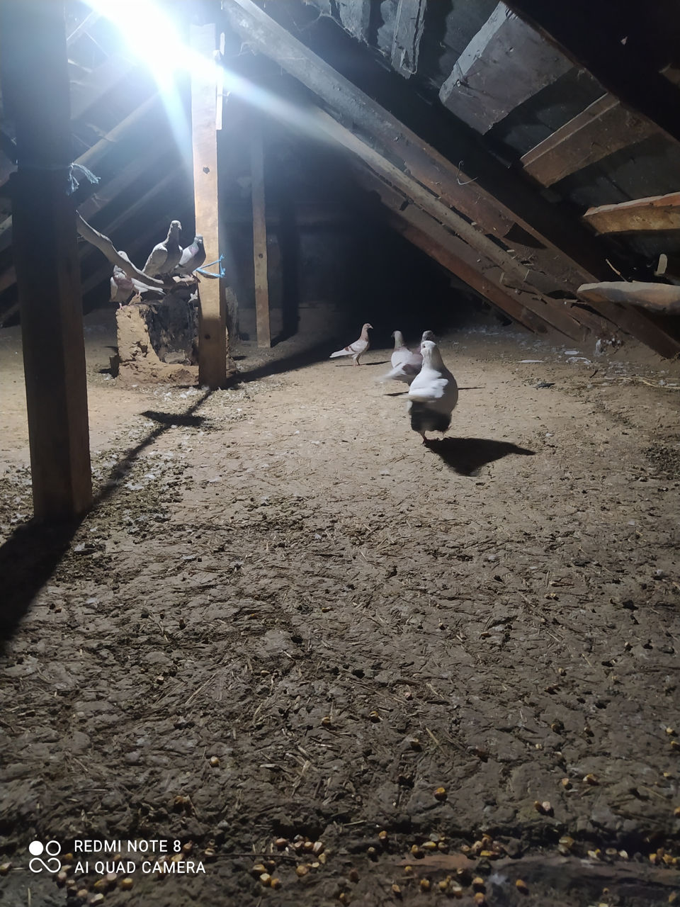 Vind porumbei king si postasi