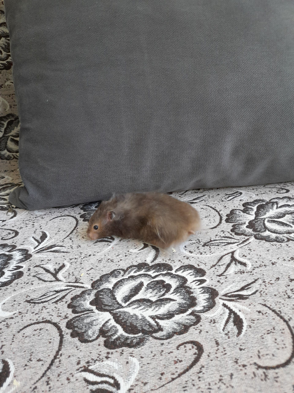 Vind HAMSTER+ Colivie