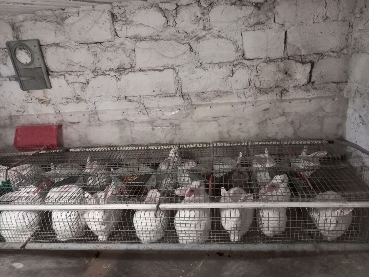 Iepurasi de vânzare rasă panon este o rasa ce creste foarte repede la 3 ...