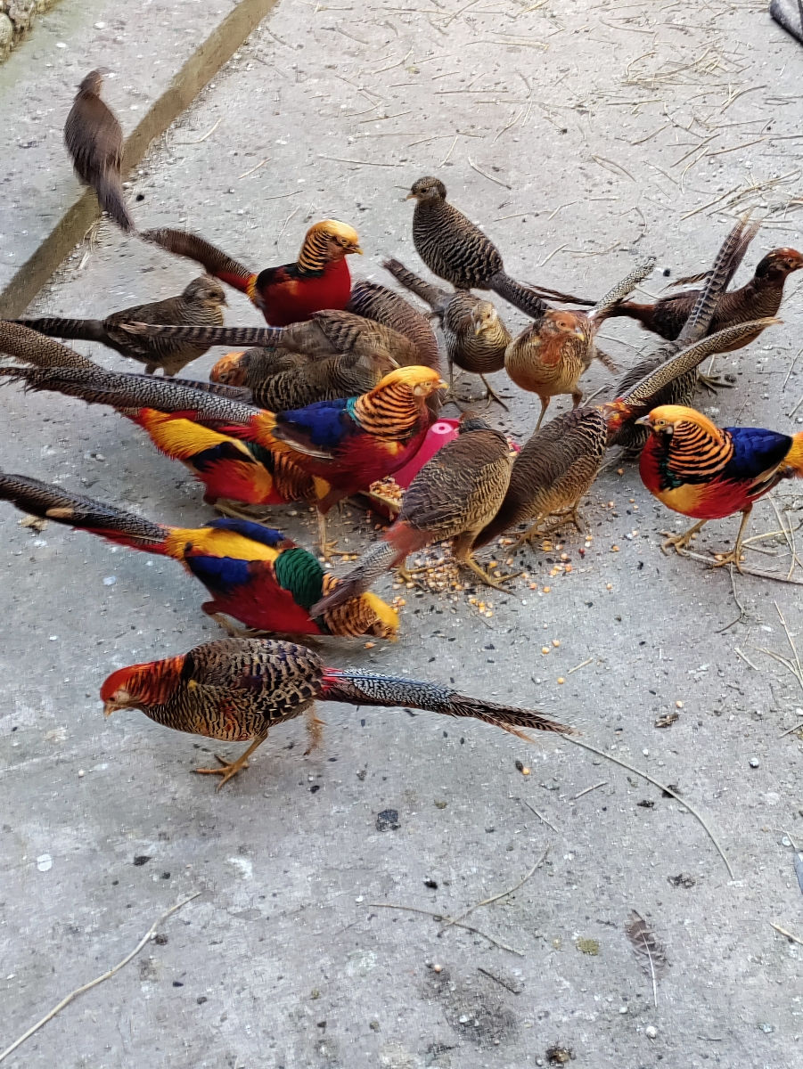 Se vinde fazan Ghimolaischii Monal