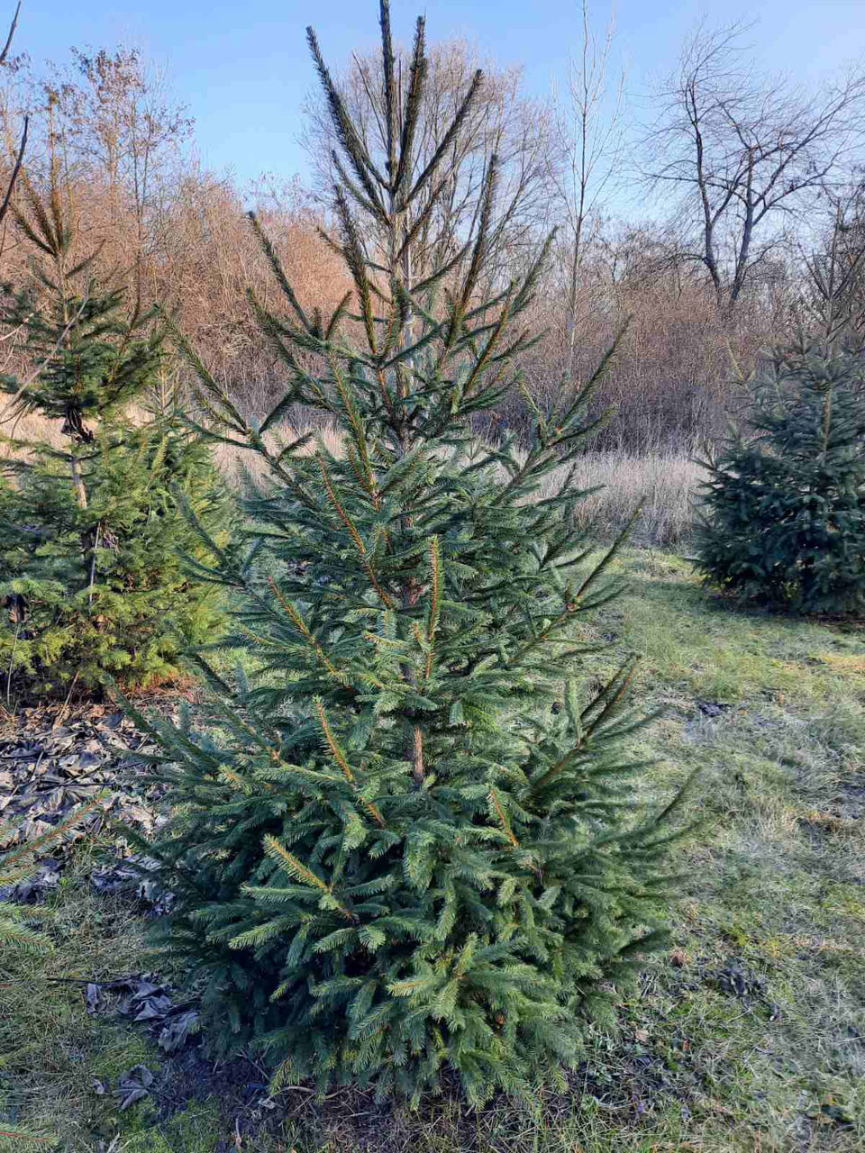 Vind brazi 500 lei bucata cu sau fără rădăcină din ales