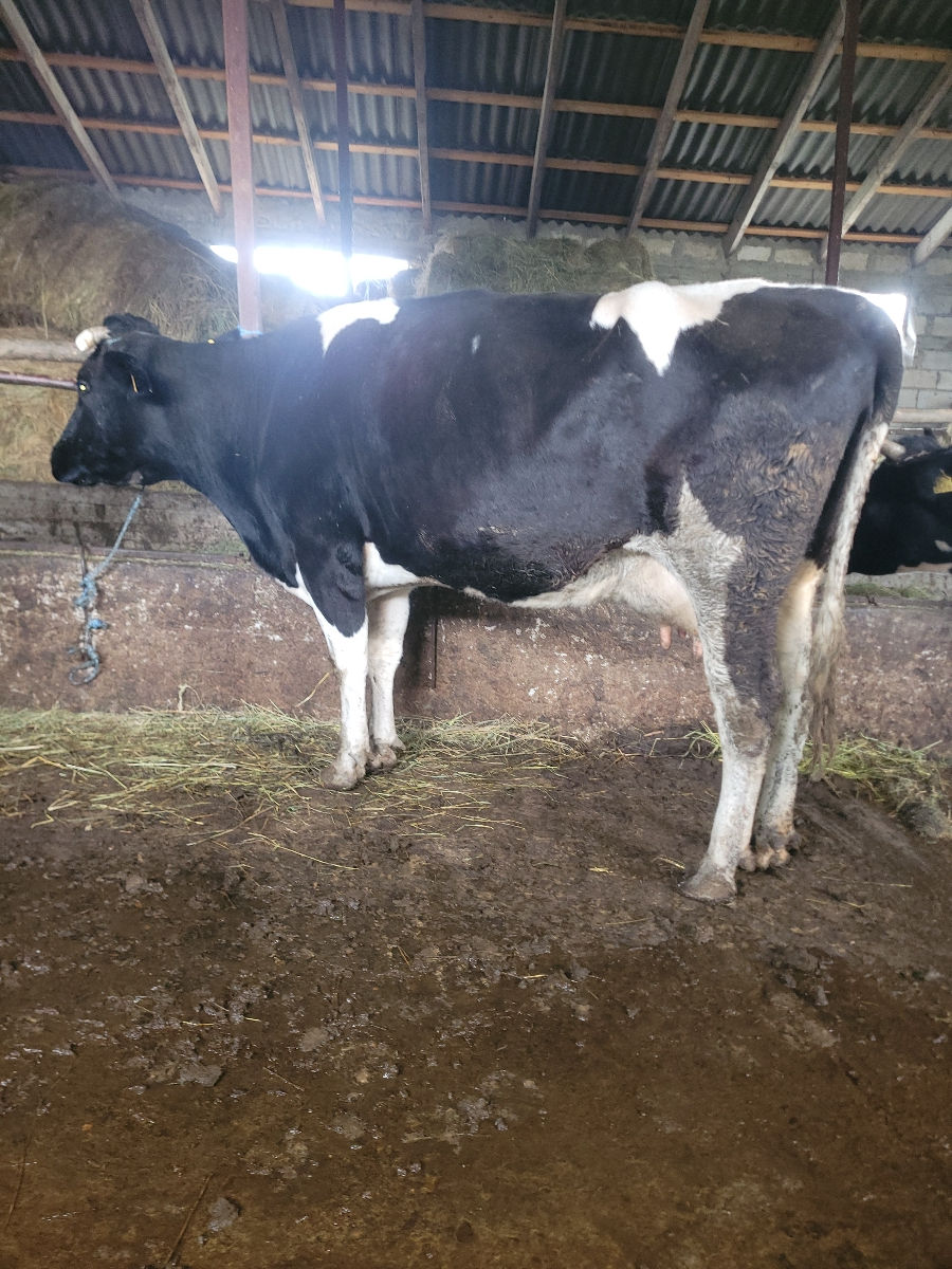 Vind 2 vaci dea fata