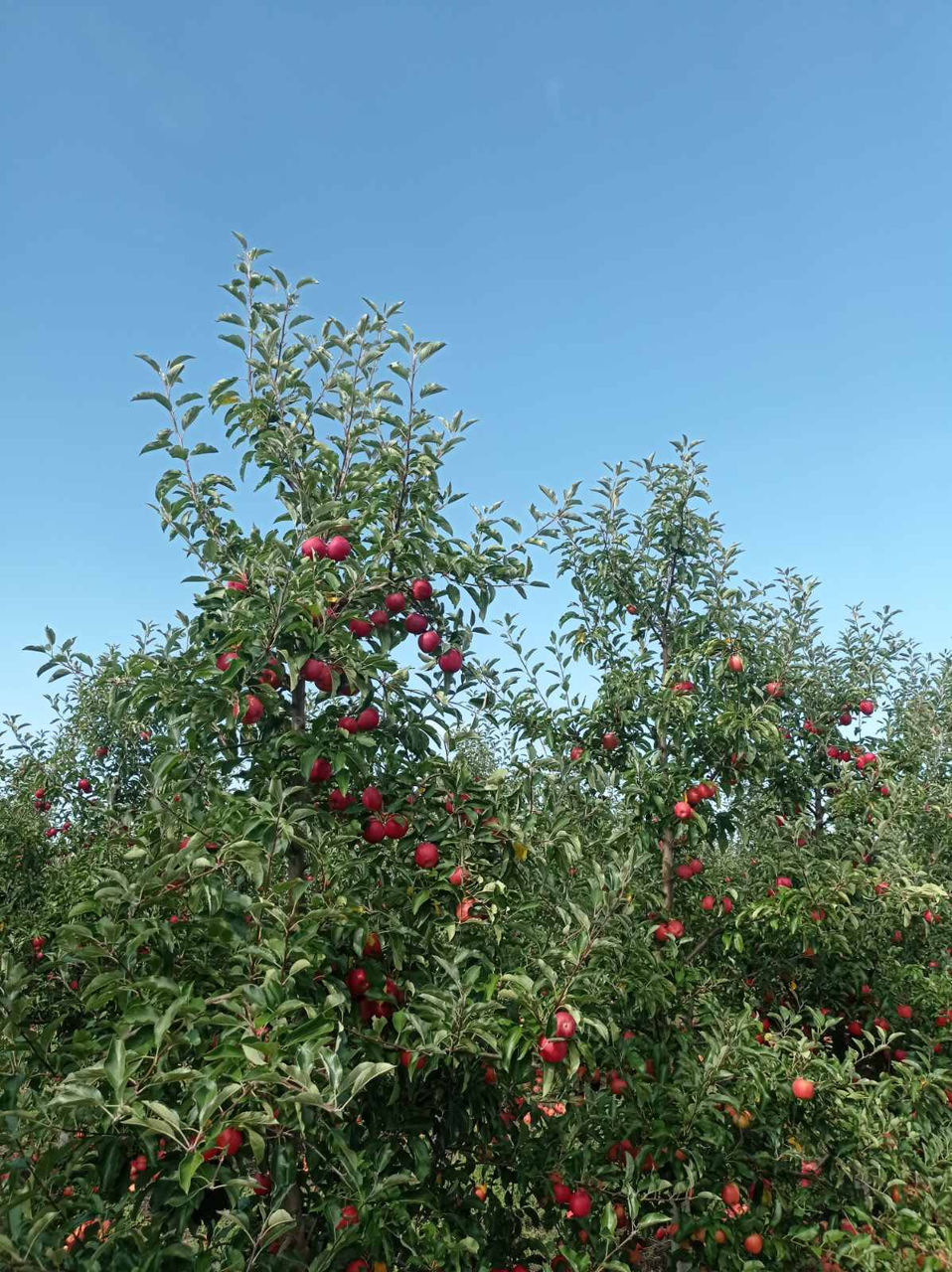 Vînd mere Gala Delicios, Gold Delicios