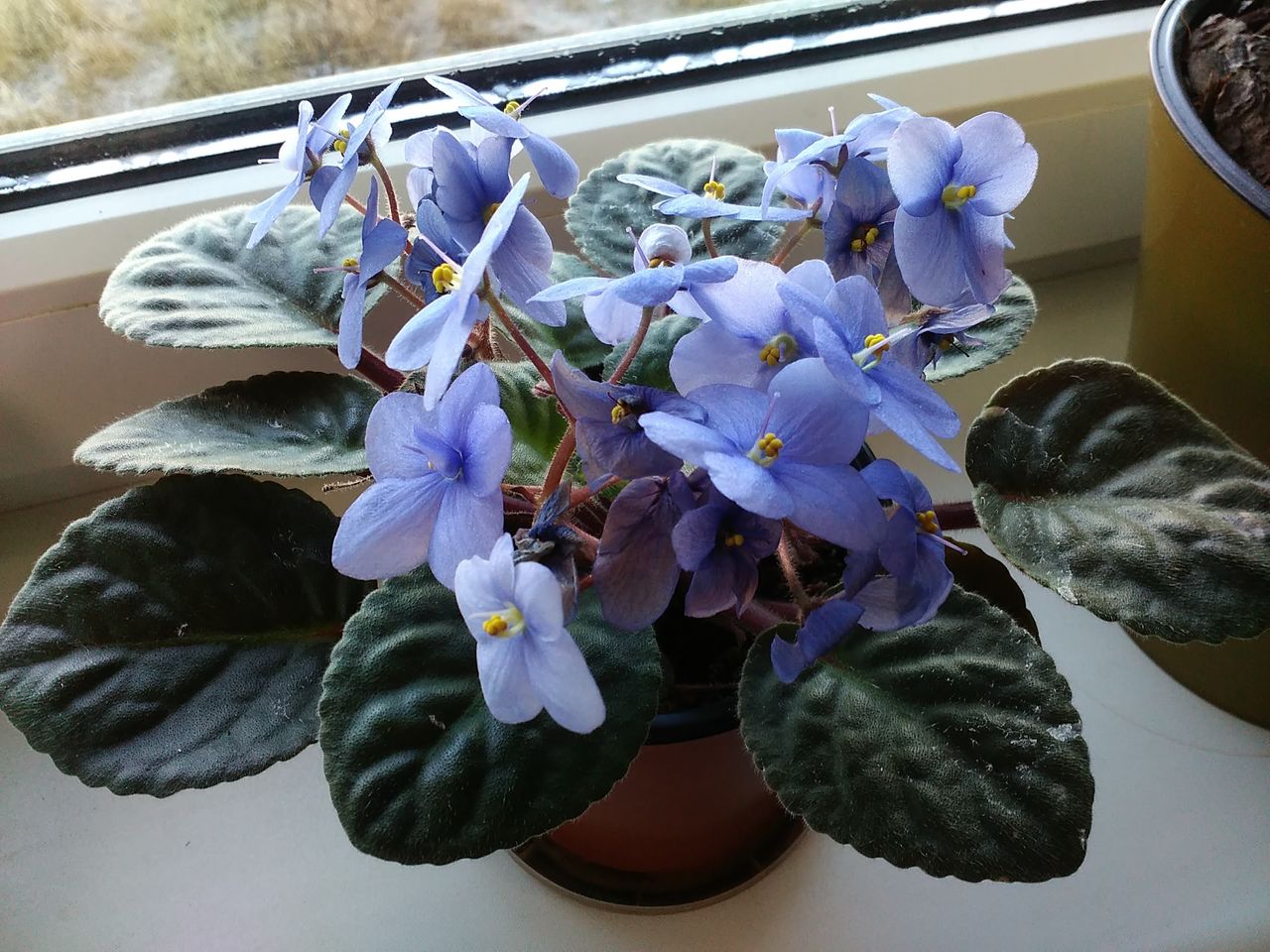 Vind puisori de violete(fialca) si orhidei