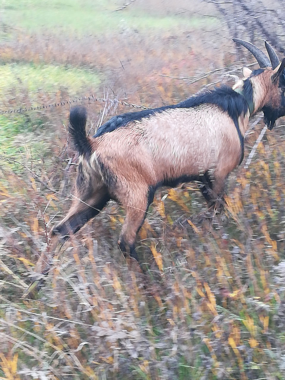 Альпийский козлик