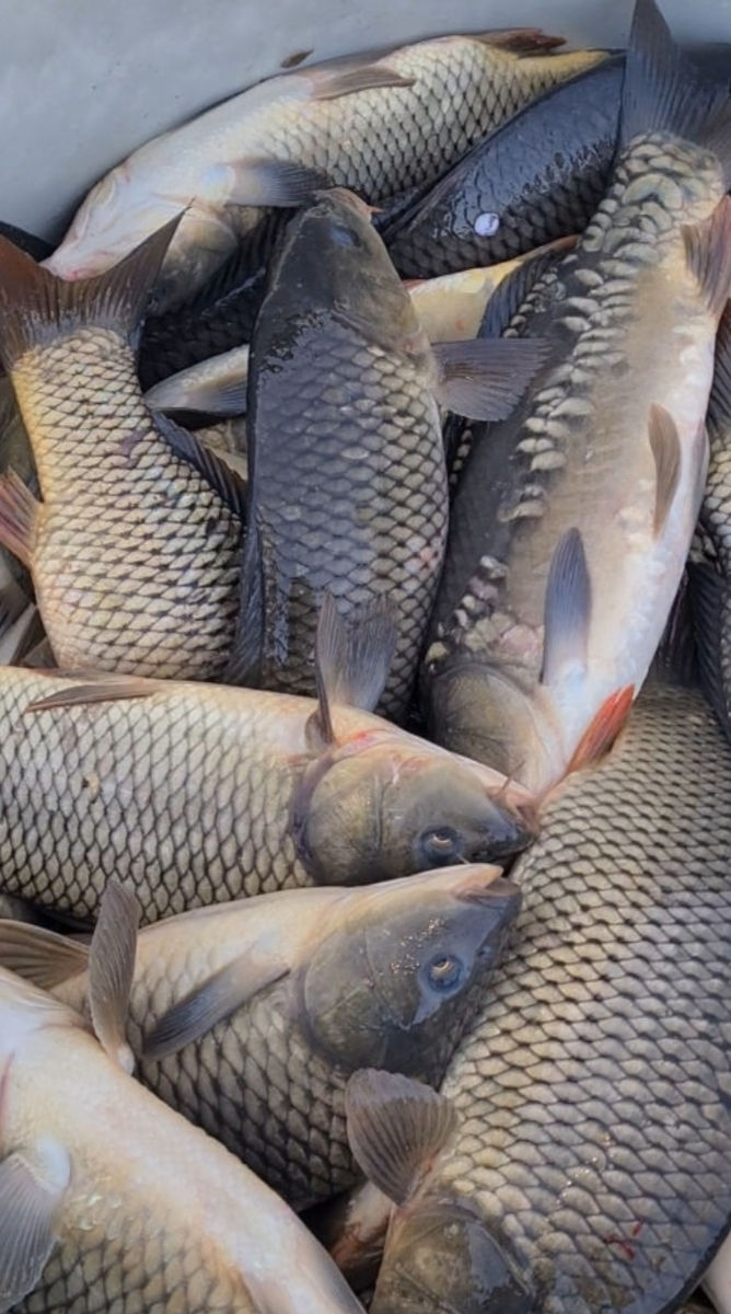 Cumpar Peste Crap Caras Fitofag(Tolstolob)in cantitati mari!