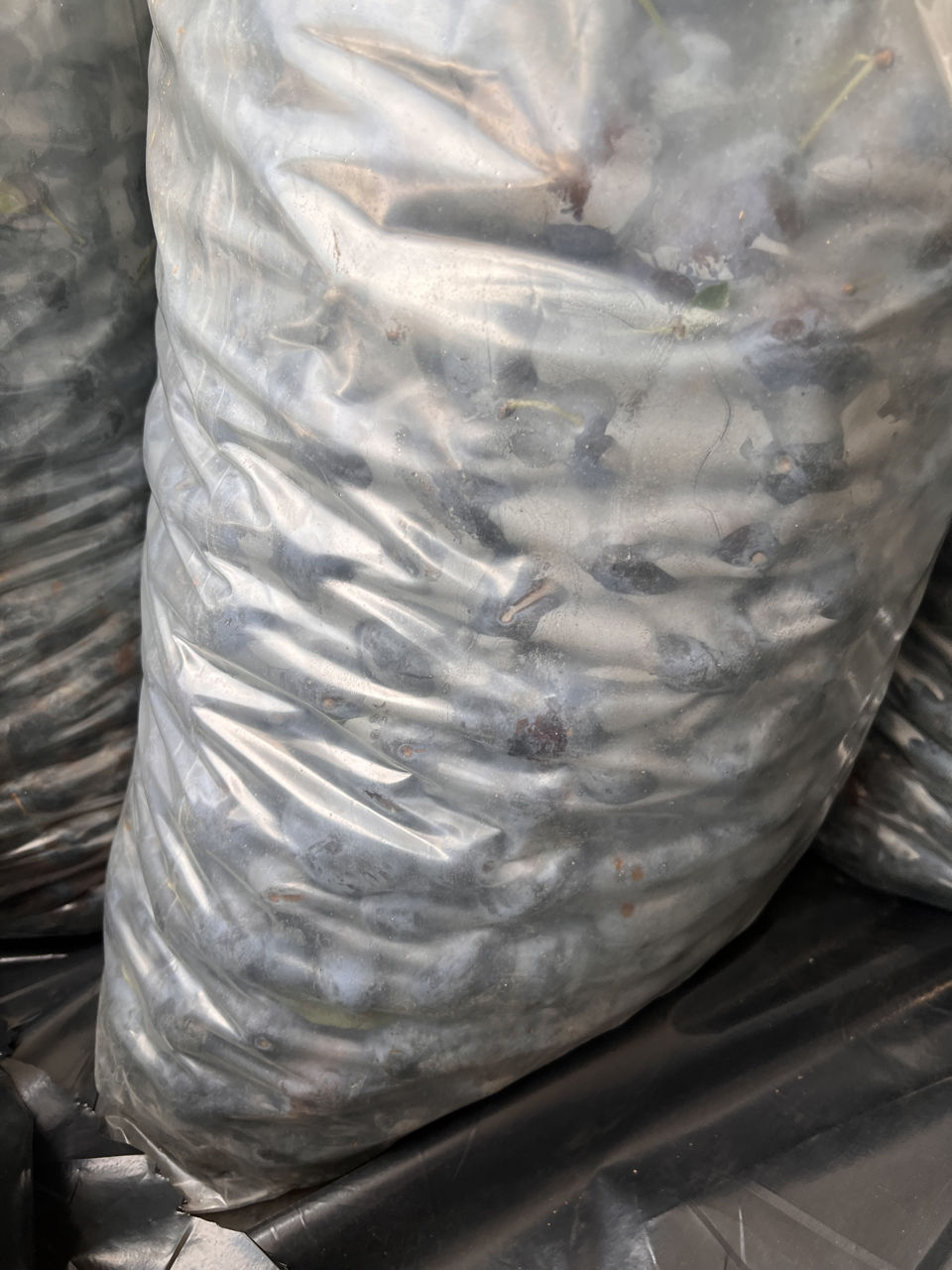 Cumpar prune la tuica