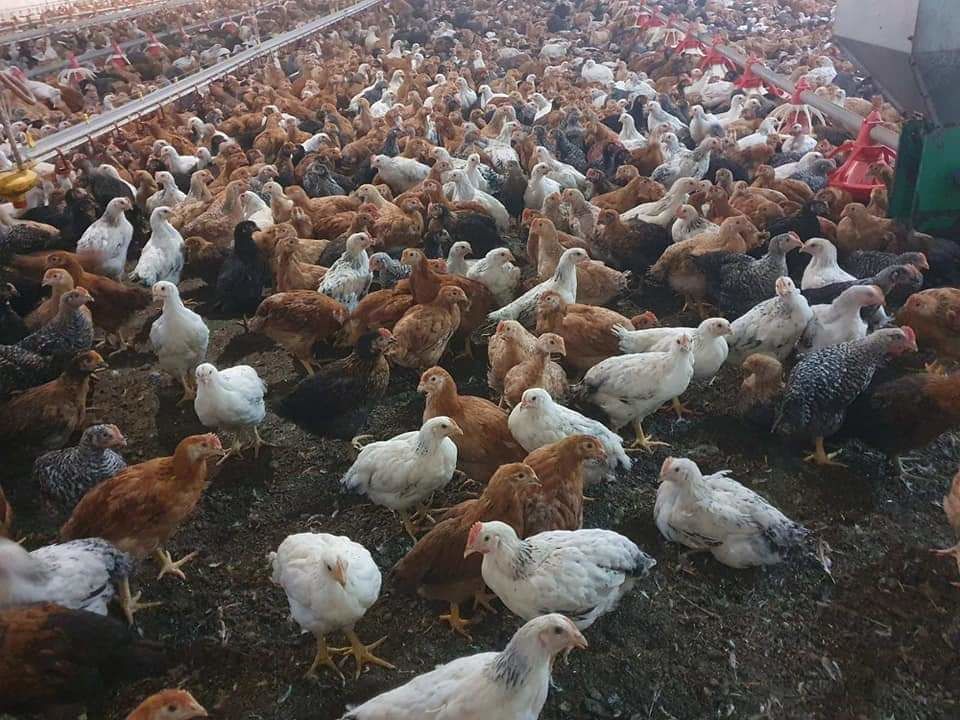 Pui Francez, Unguresc si Serebristie de carne si oua