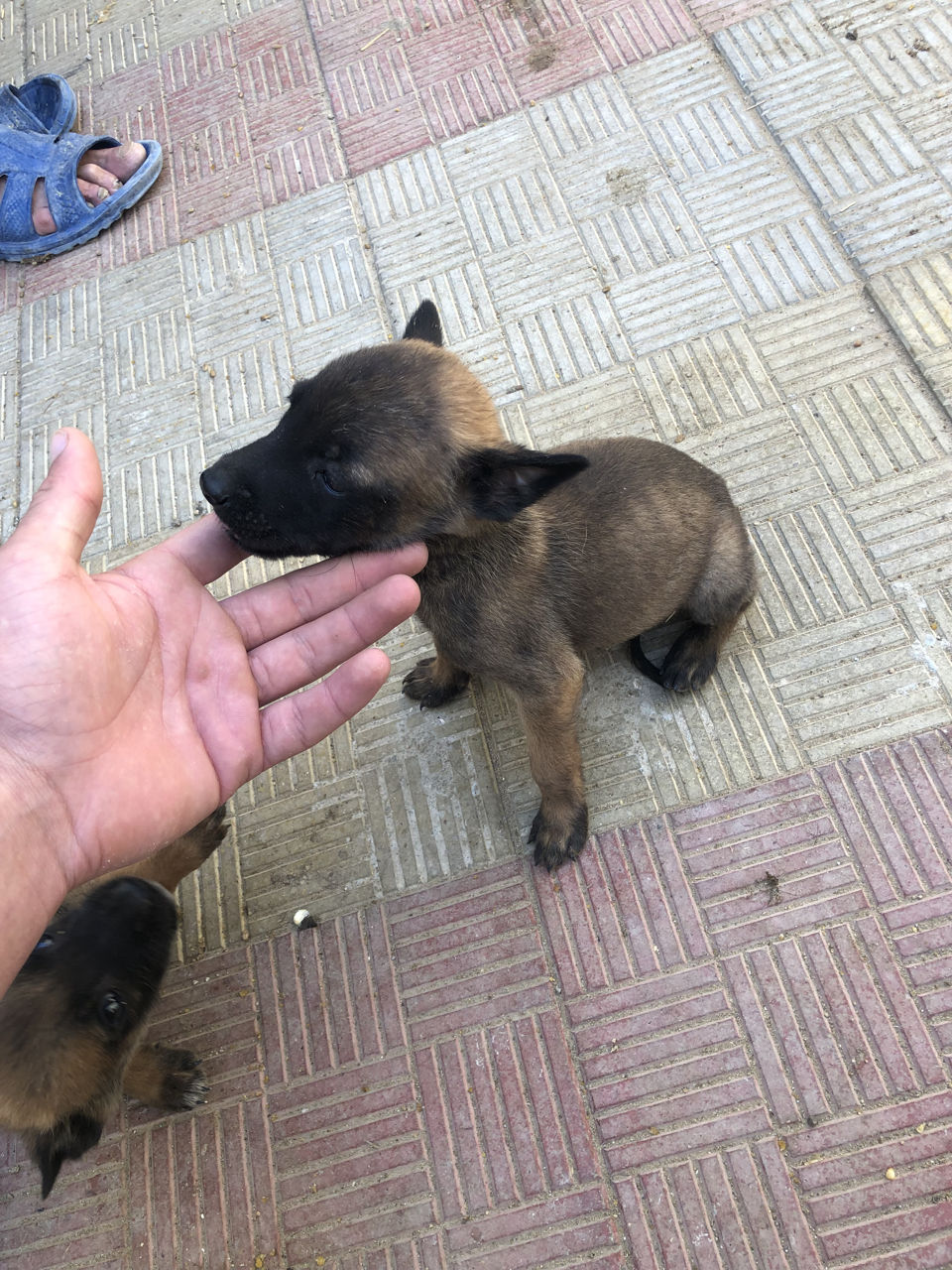 Malinua(Бельгийская Овчарка)