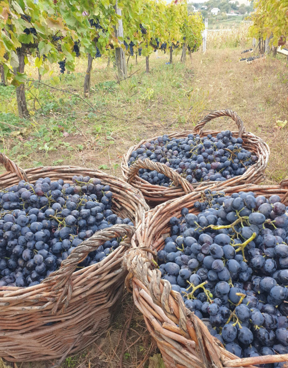 Vin din poama Moldova