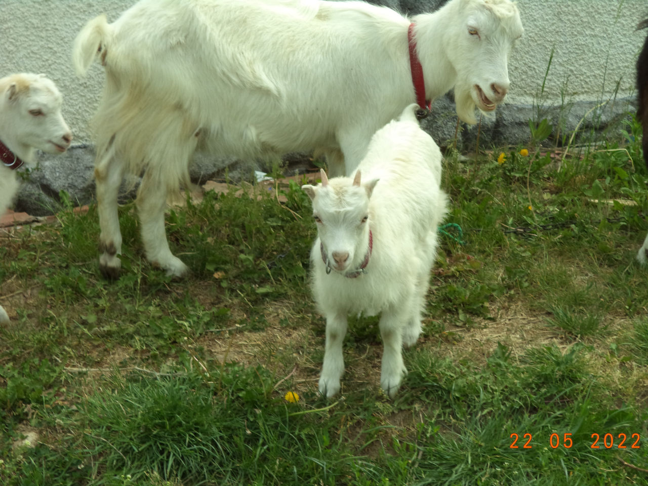 Vind capra cu edita rasa Lamancea